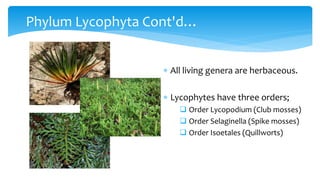 Phylum Lycophyta Examples