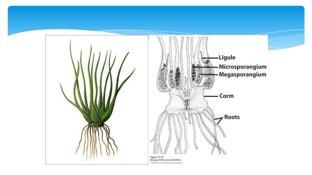 Phylum lycophyta (Club mosses, Spike mosses & Quillworts)