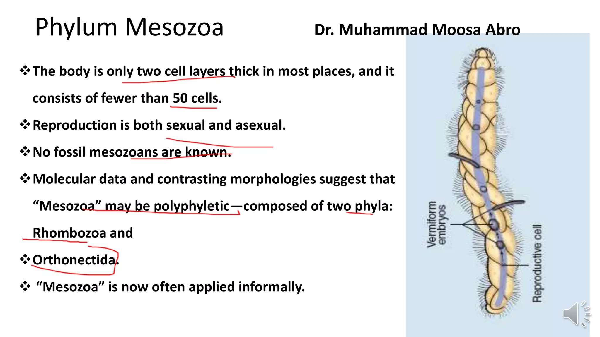 Phylum Mesozoa.pptx