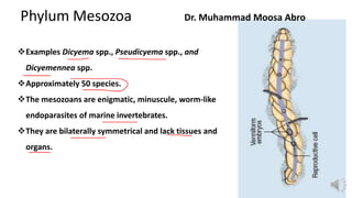 Phylum Mesozoa.pptx