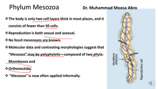 Phylum Mesozoa.pptx