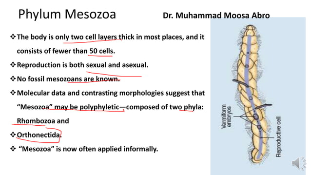 Phylum Mesozoa.pptx | Biological Sciences | Science