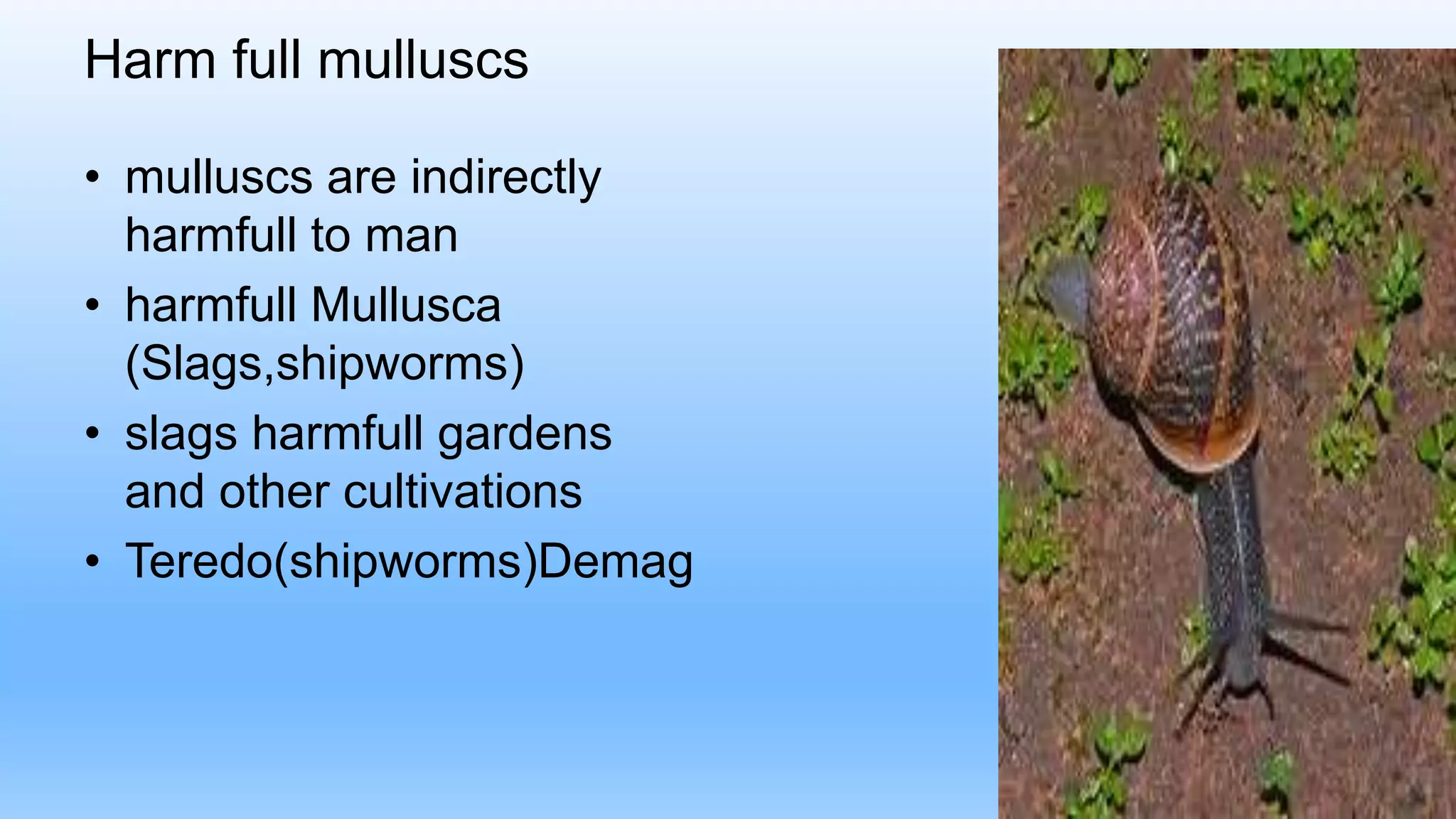 Phylum molluca | PPTX | Geology | Science