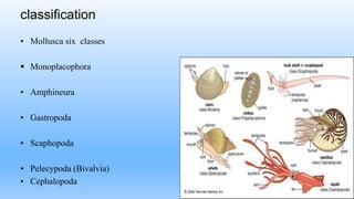 Phylum molluca | PPTX