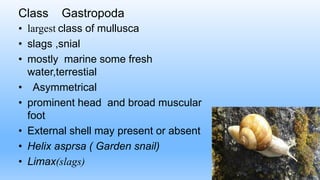 Phylum molluca | PPTX