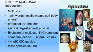 Phylum molluca | PPTX | Geology | Science