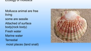 Phylum molluca | PPTX