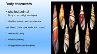 Phylum molluca | PPTX | Geology | Science