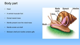 Phylum molluca | PPTX