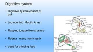 Phylum molluca | PPTX