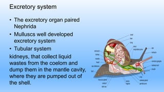 Phylum molluca | PPTX