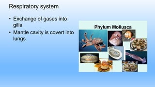 Phylum molluca | PPTX