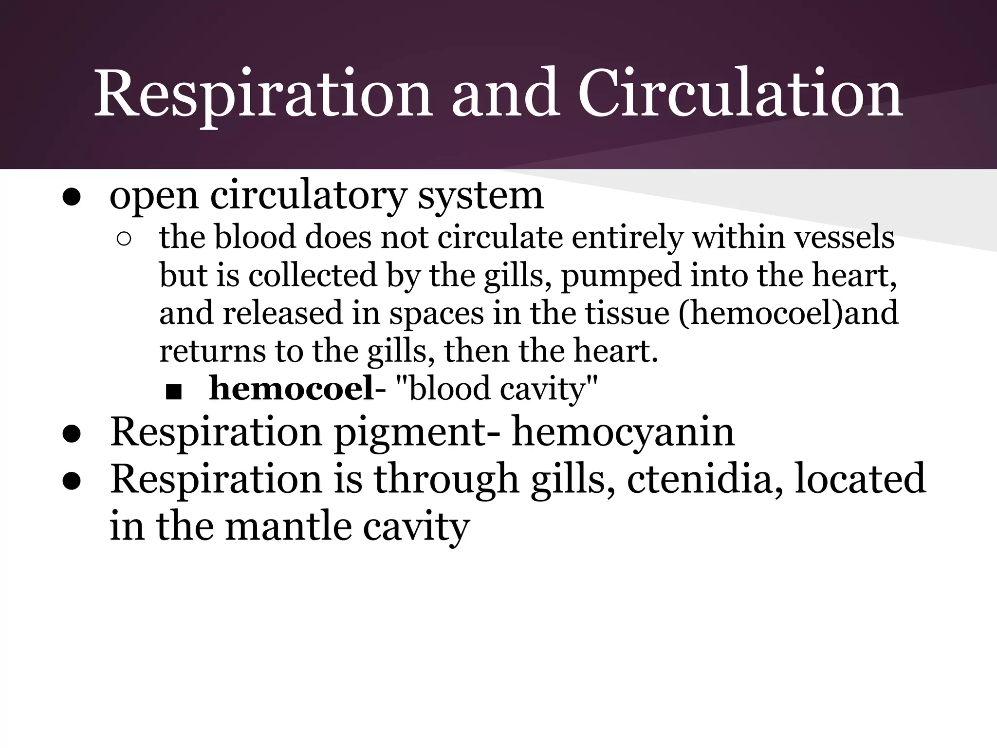 Phylum Mollusca | PDF