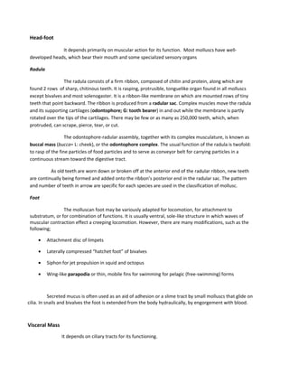 Phylum mollusca | DOC | Geology | Science