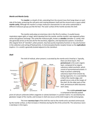 Phylum mollusca | DOC