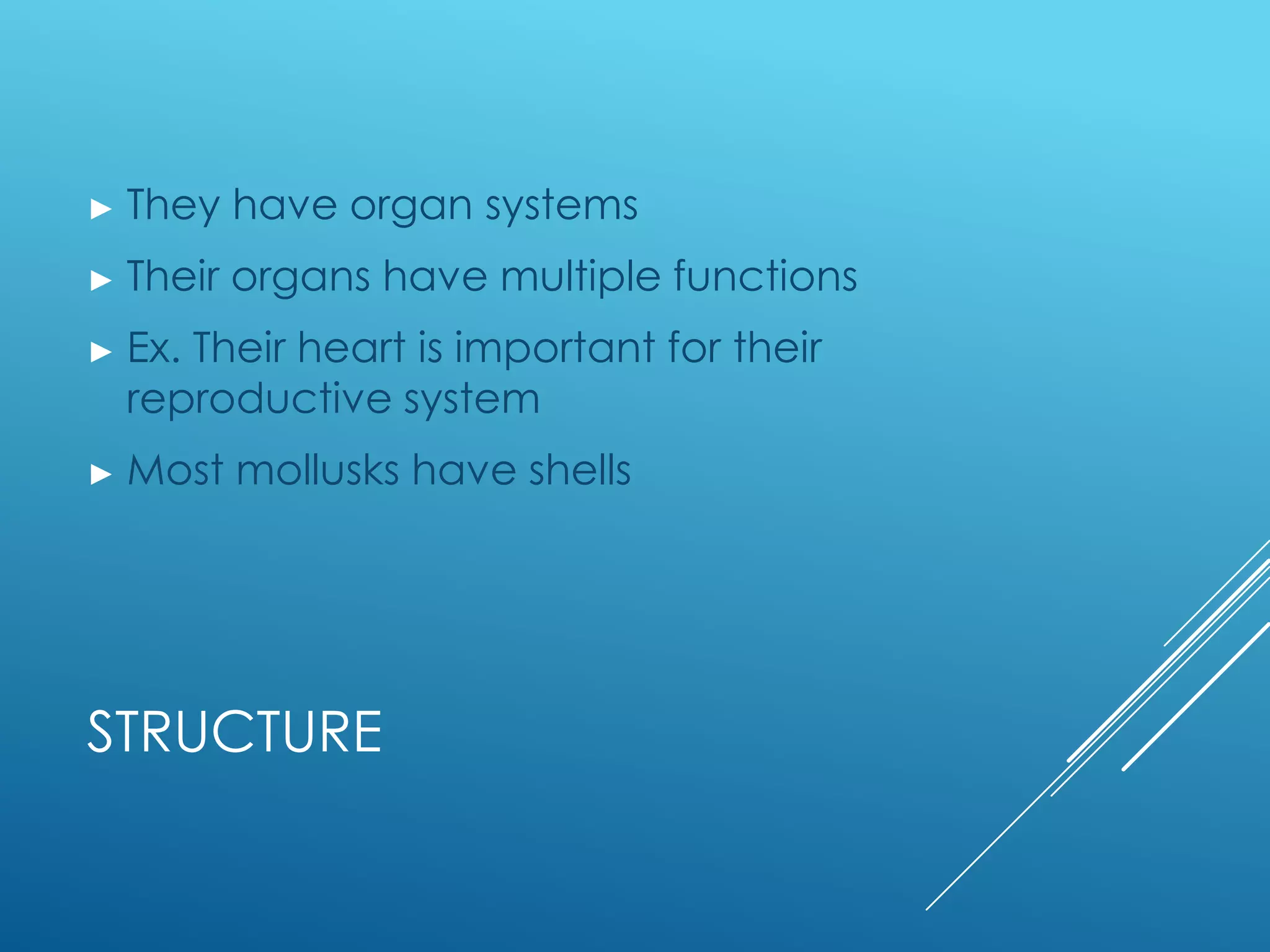 Phylum mollusca | PPTX