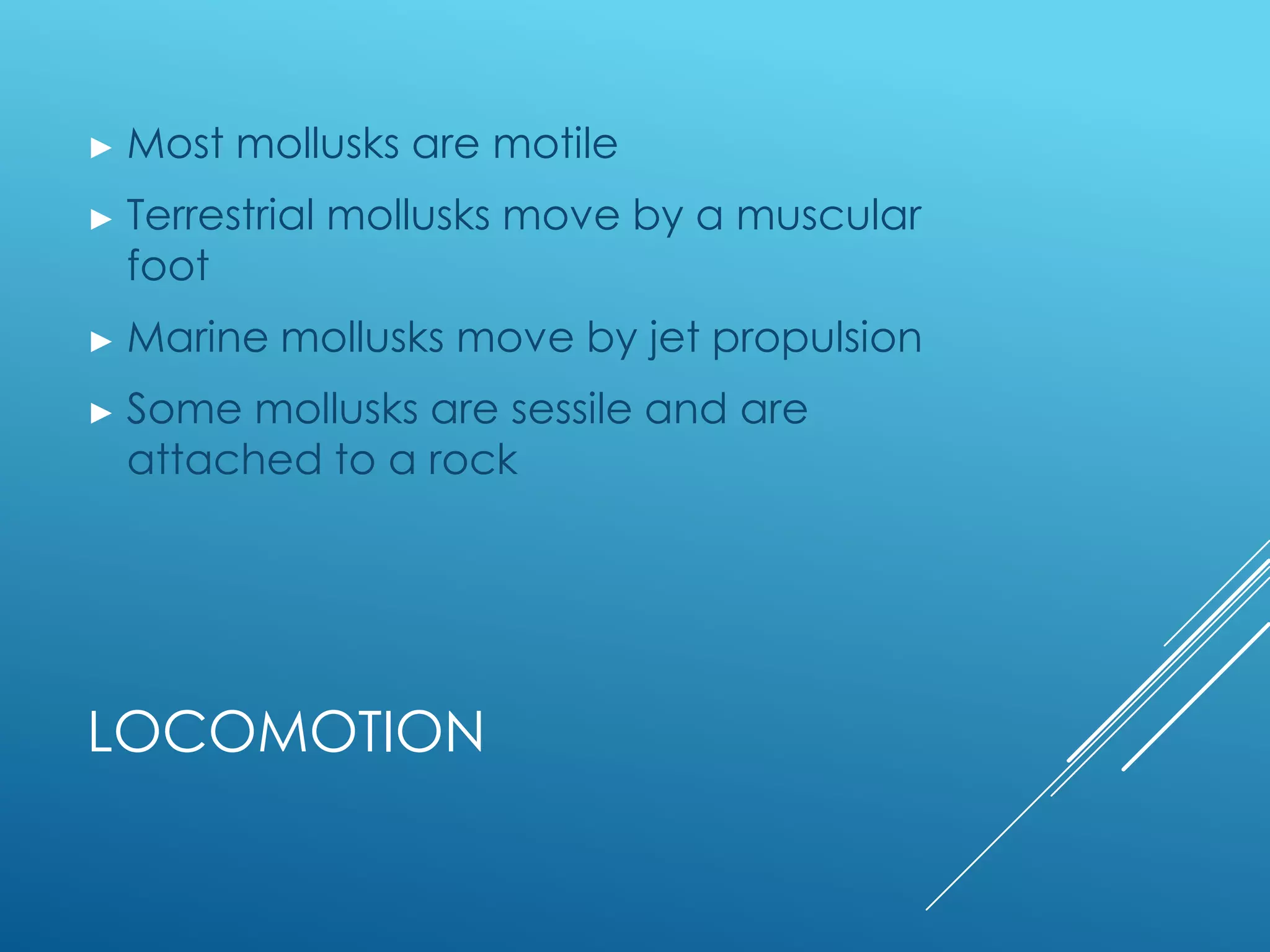 Phylum mollusca | PPTX