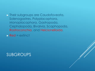 Phylum mollusca | PPTX