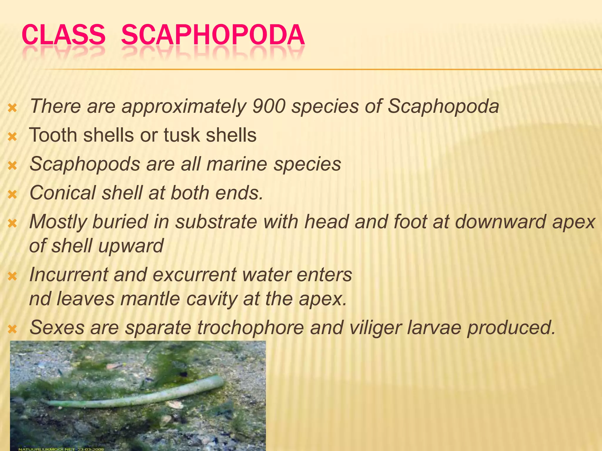 Phylum mollusca | PPTX
