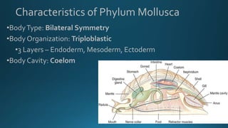Phylum mollusca | PPTX