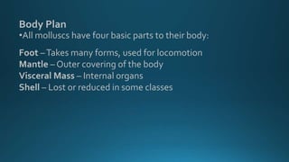 Phylum mollusca | PPTX