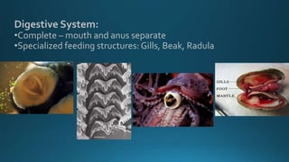 Phylum mollusca | PPTX