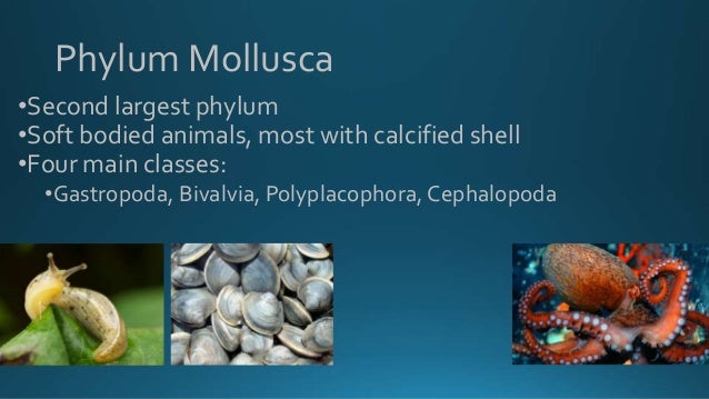 Phylum mollusca