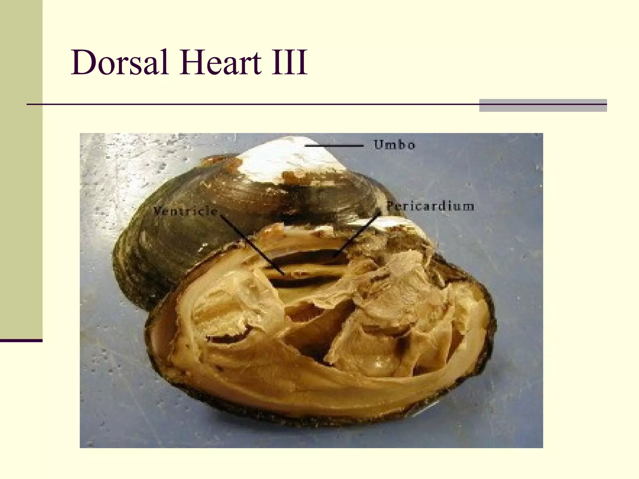 Phylum mollusca | PPT