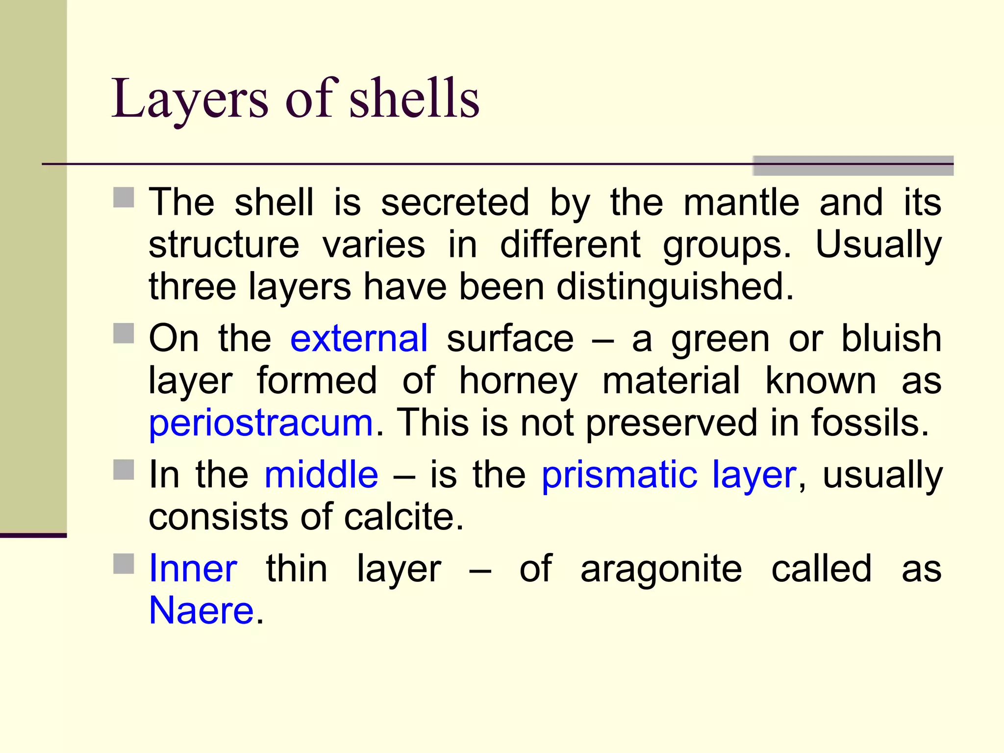 Phylum mollusca | PPT