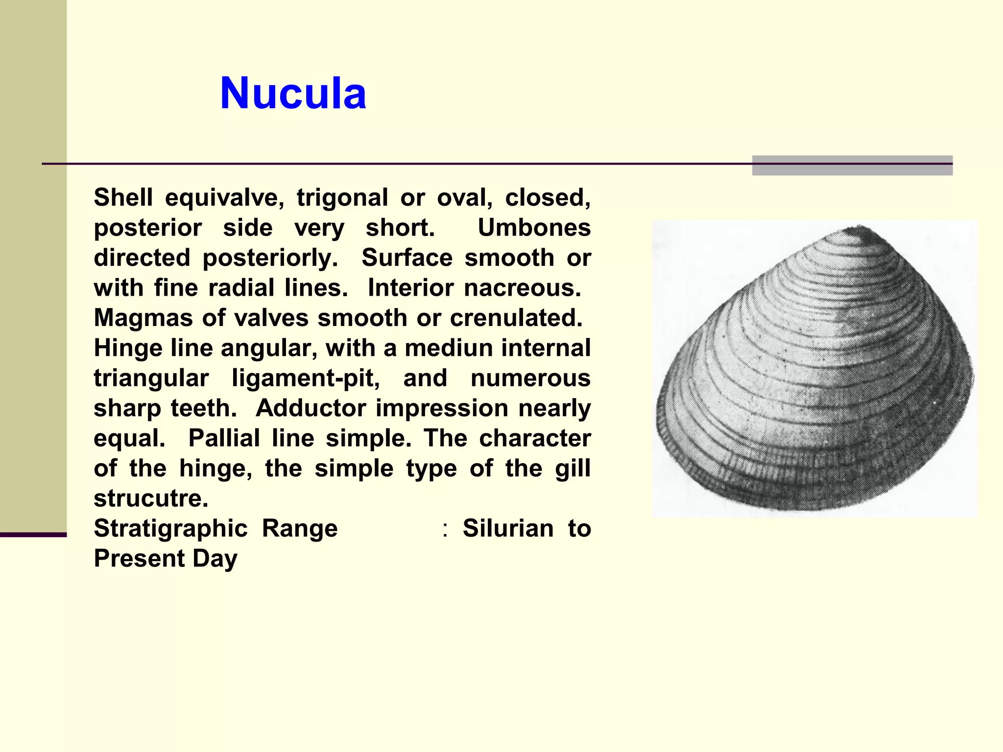 Phylum mollusca | PPT