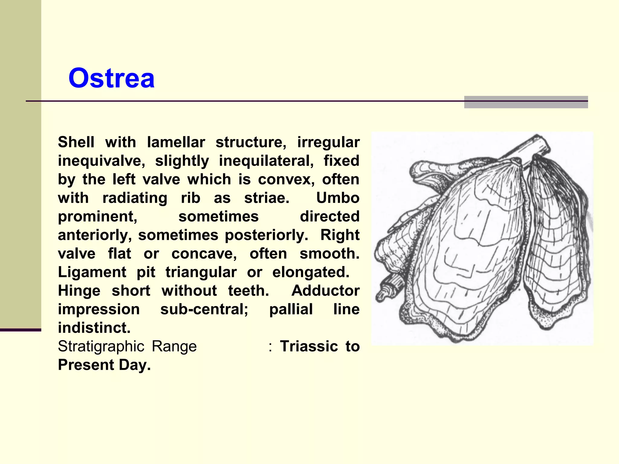 Phylum mollusca | PPT
