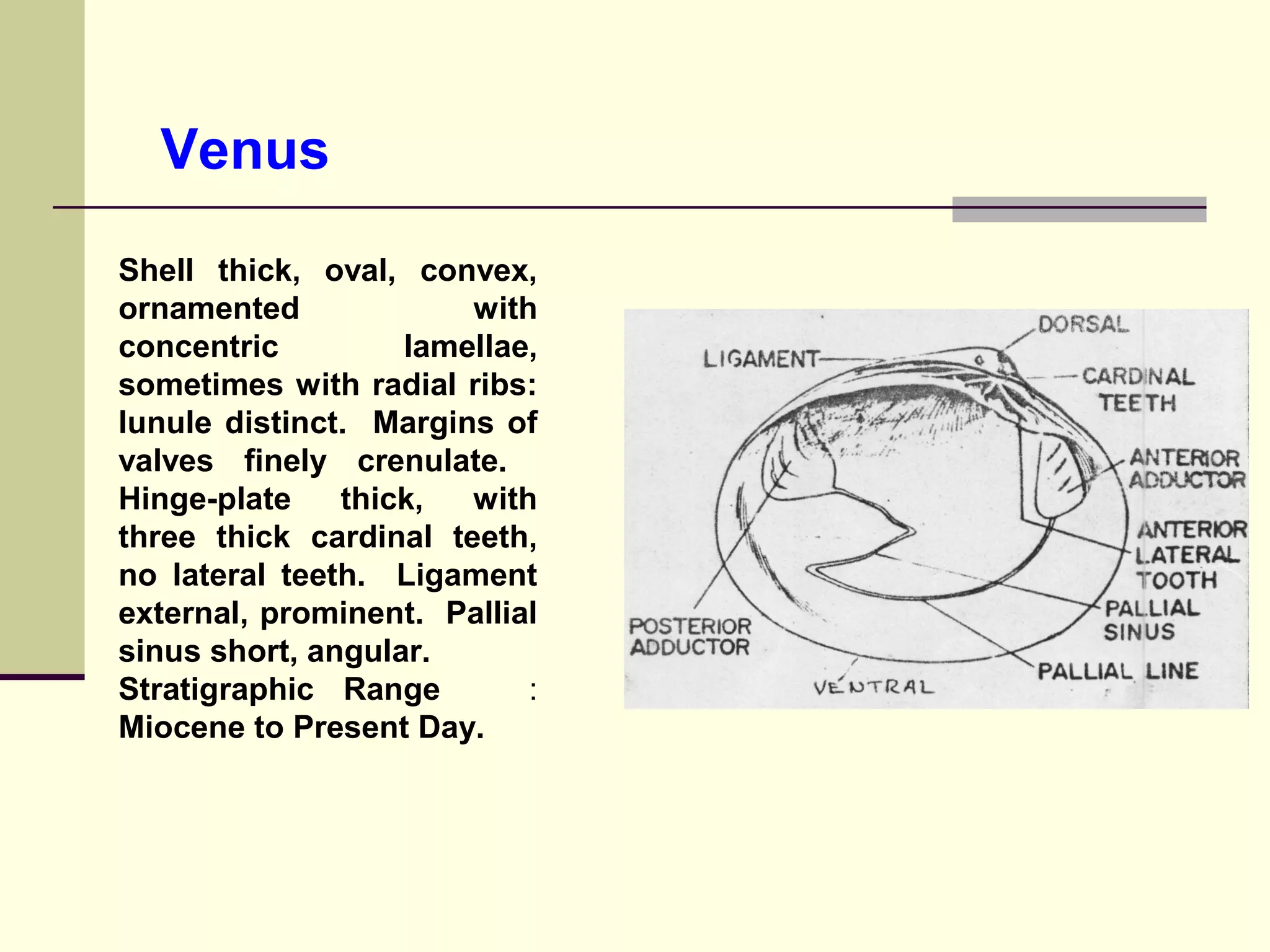 Phylum mollusca | PPT