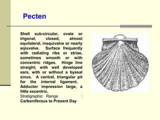 Phylum mollusca | PPT