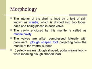 Phylum mollusca | PPT