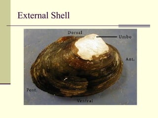 Mollusca Pelecypoda