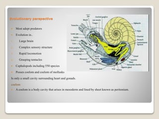 Phylum mollusca presentation | PPT
