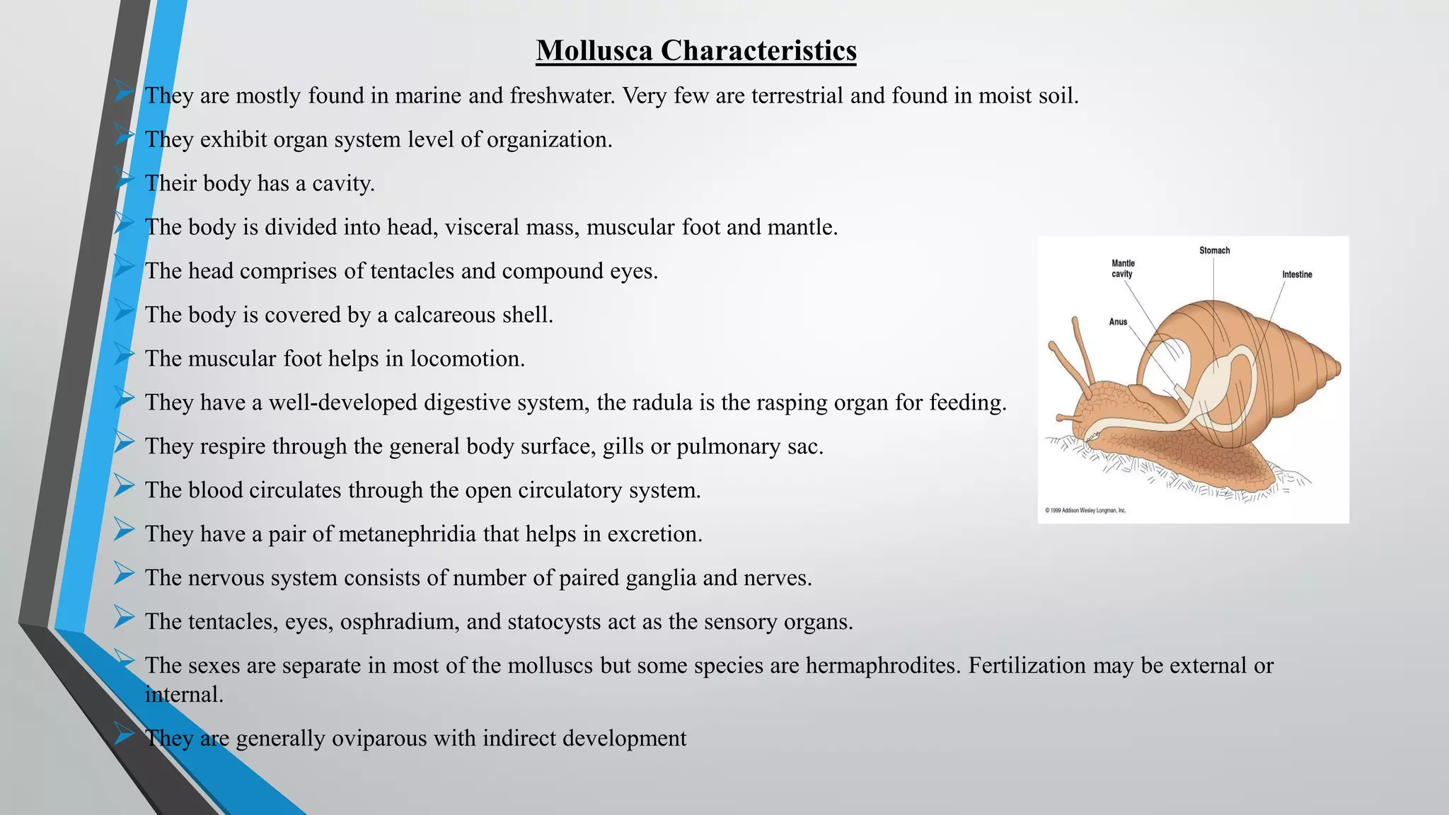 General characteristics of Phylum Mollusca | PPT