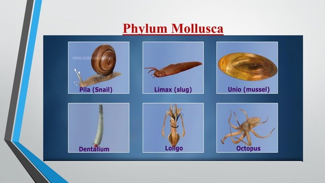 General characteristics of Phylum Mollusca | PPT