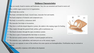 General characteristics of Phylum Mollusca | PPT