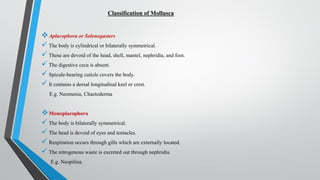 General characteristics of Phylum Mollusca | PPT