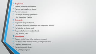 General characteristics of Phylum Mollusca | PPT