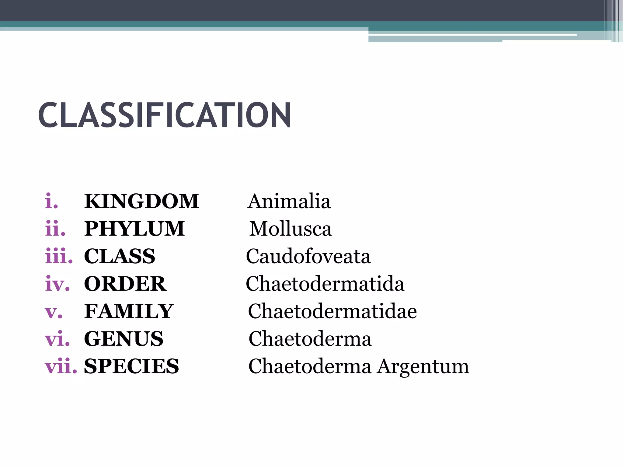 PHYLUM MOLLUSCA.pptx | Geology | Science