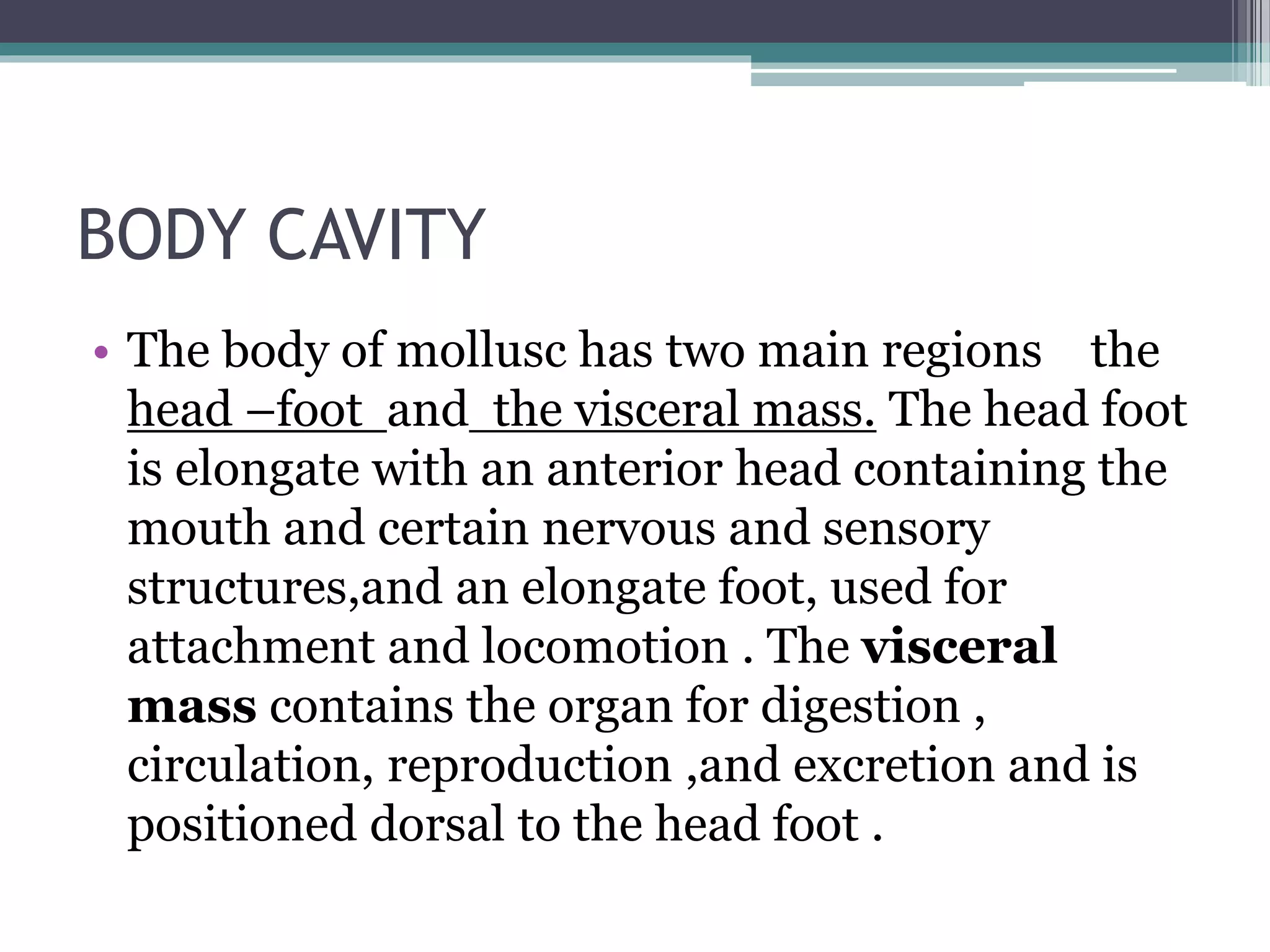 PHYLUM MOLLUSCA.pptx