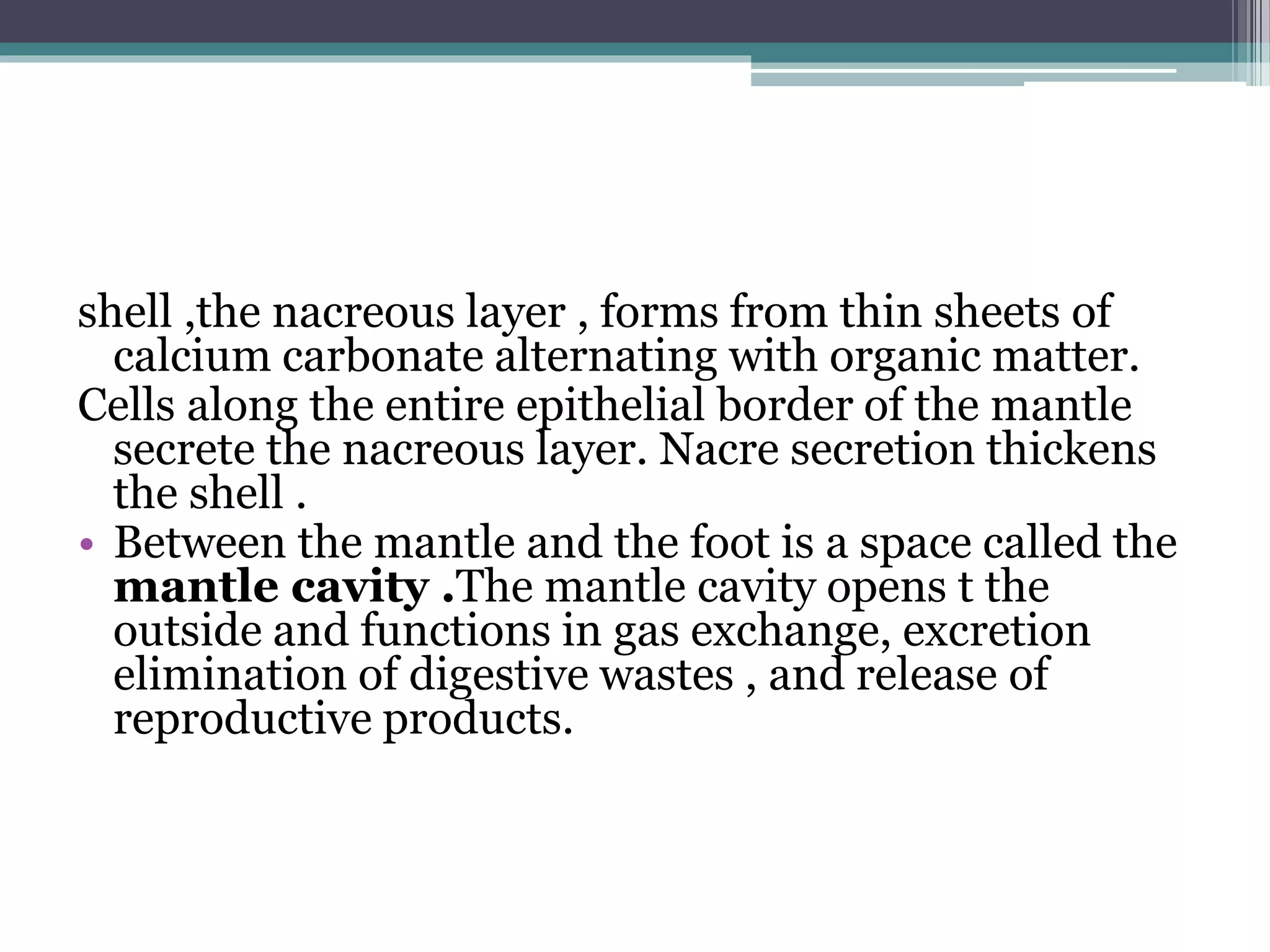 PHYLUM MOLLUSCA.pptx