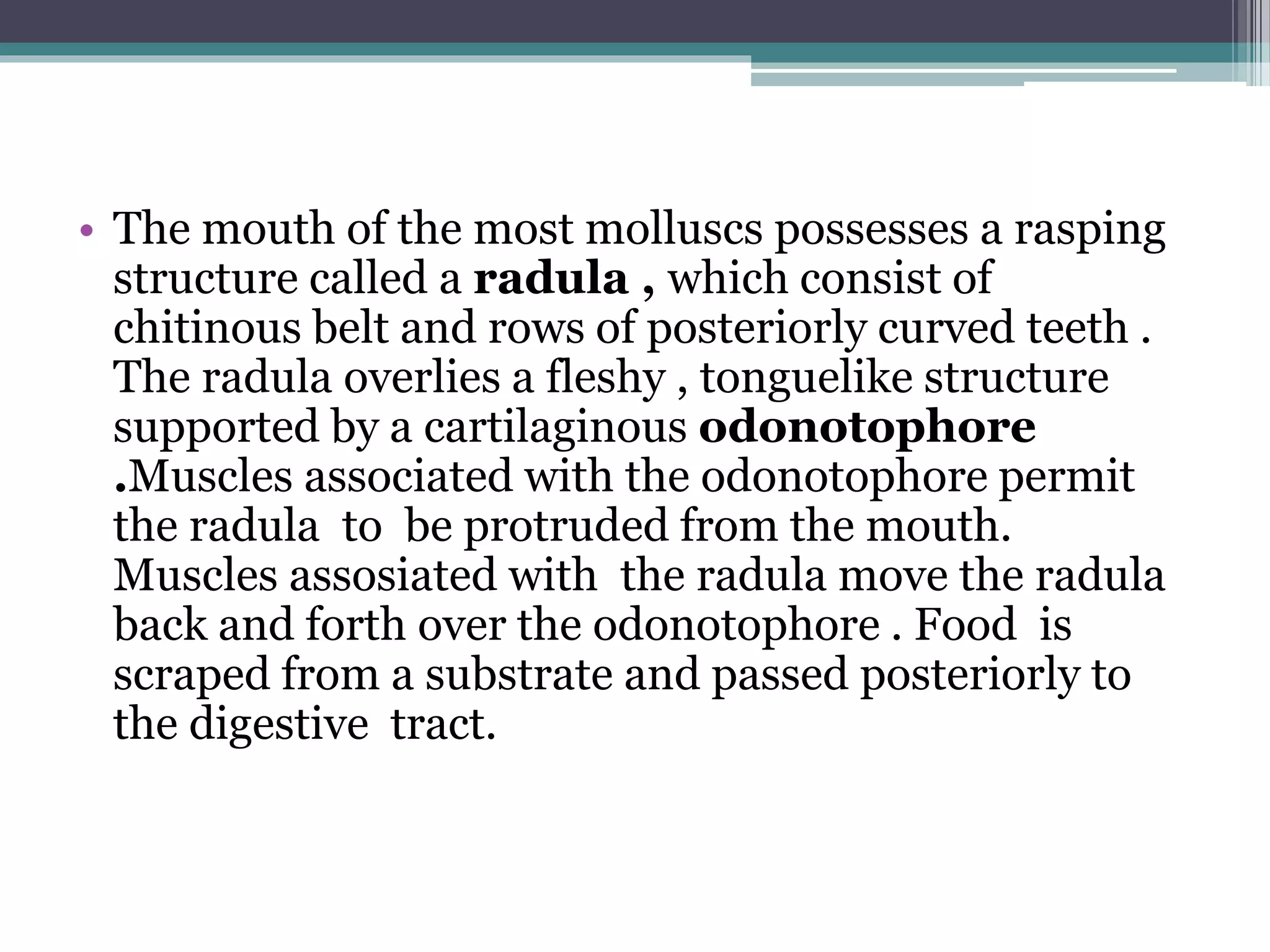 PHYLUM MOLLUSCA.pptx | Geology | Science