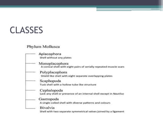 PHYLUM MOLLUSCA.pptx