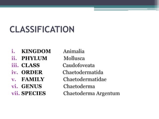 PHYLUM MOLLUSCA.pptx | Geology | Science