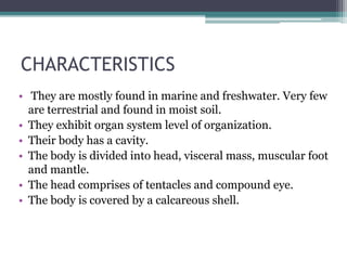 PHYLUM MOLLUSCA.pptx | Geology | Science