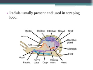 PHYLUM MOLLUSCA.pptx
