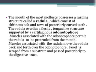 PHYLUM MOLLUSCA.pptx | Geology | Science